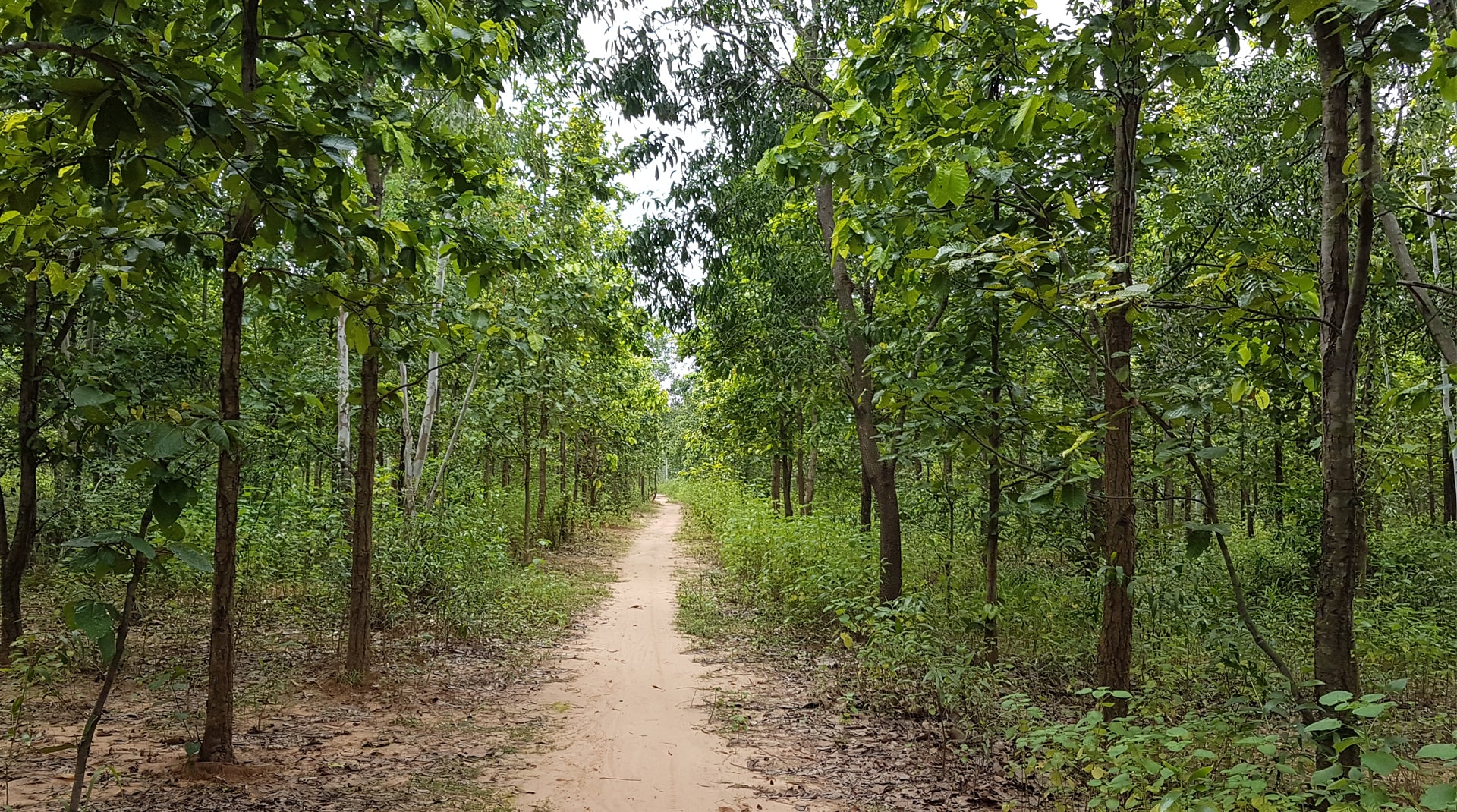 joypur-forest – The Strong Traveller